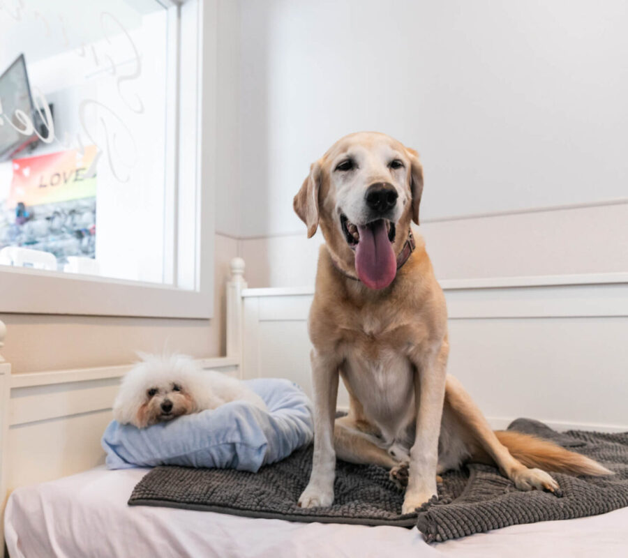 Knowing the Advantages and Considerations of Dog Boarding Services ...